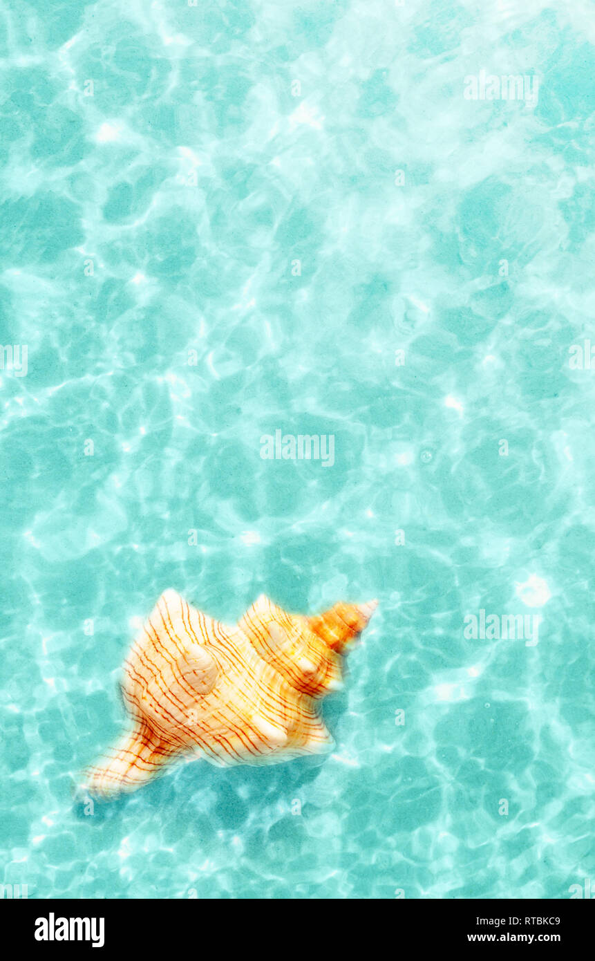 Seashell on the summer beach in sea water. Summer background. Summer ...