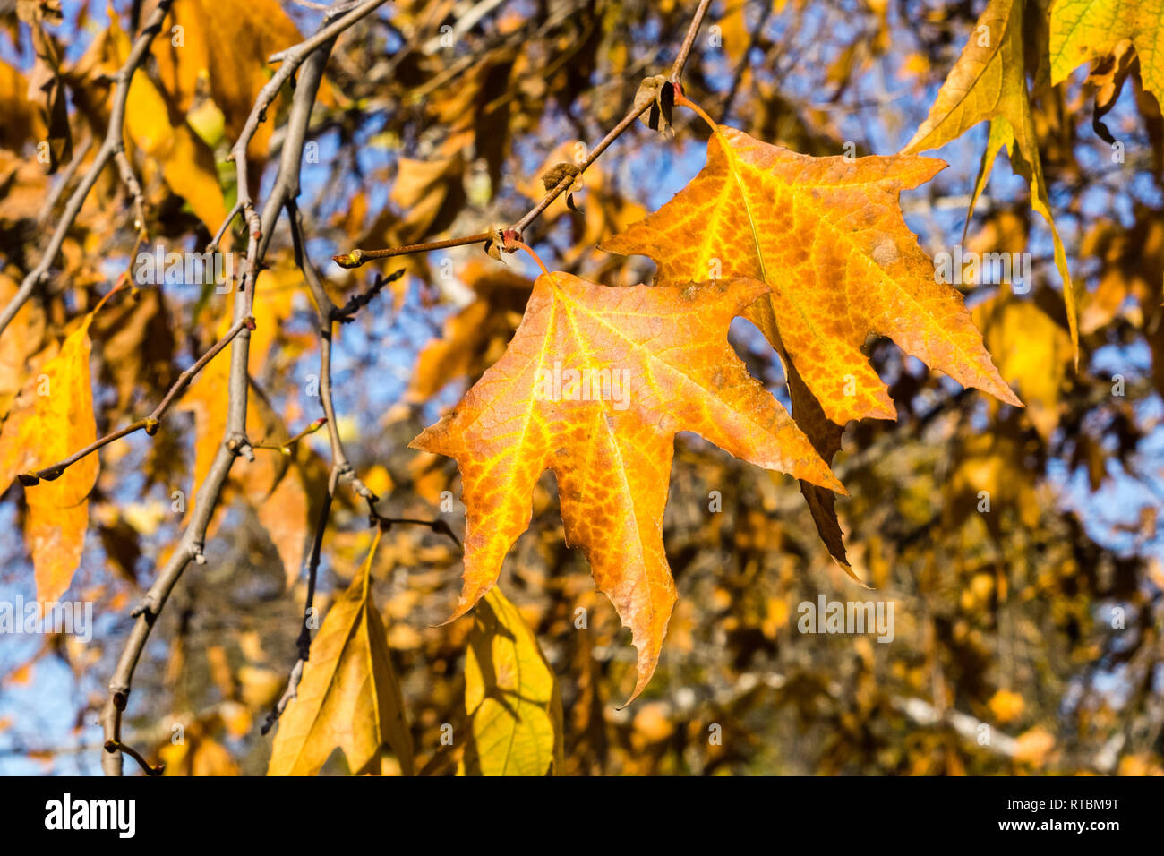 Western sycamore (Platanus racemosa) tree leaves in winter, California ...
