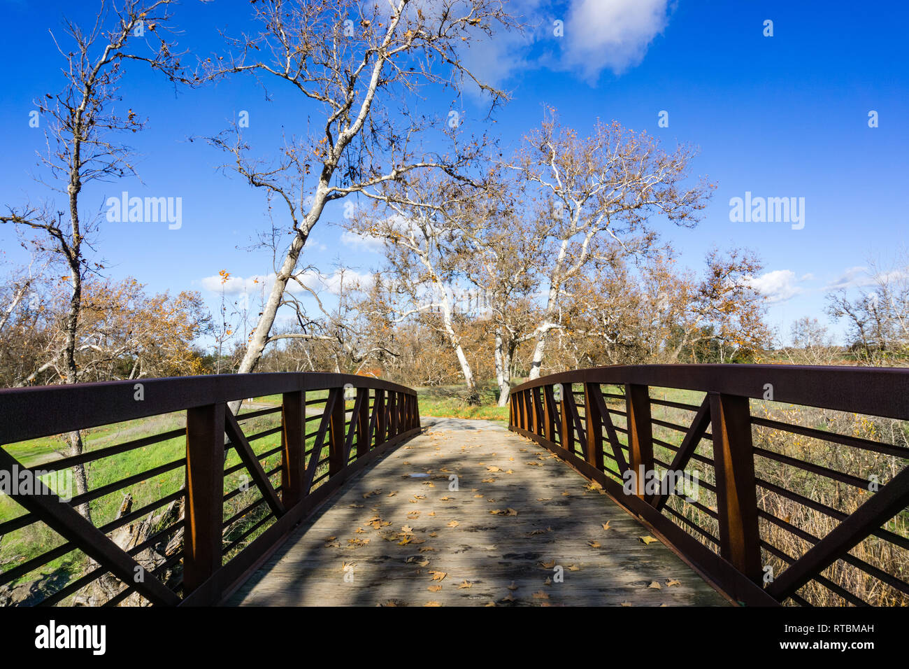 Bridge and western sycamore trees (Platanus racemosa), California Stock ...