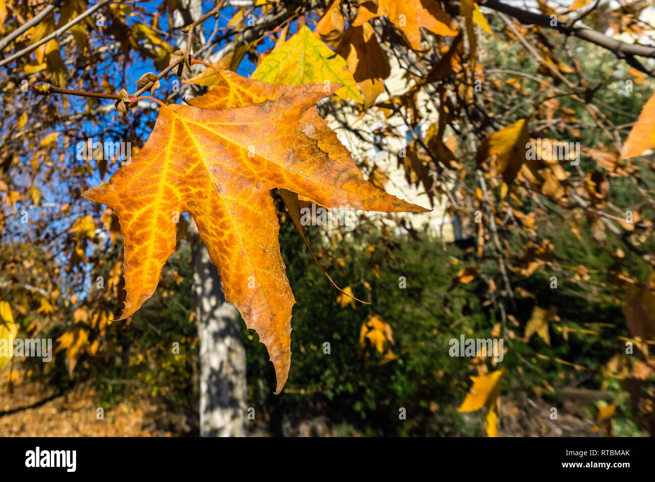 Western sycamore (Platanus racemosa) tree leaves in winter, California ...