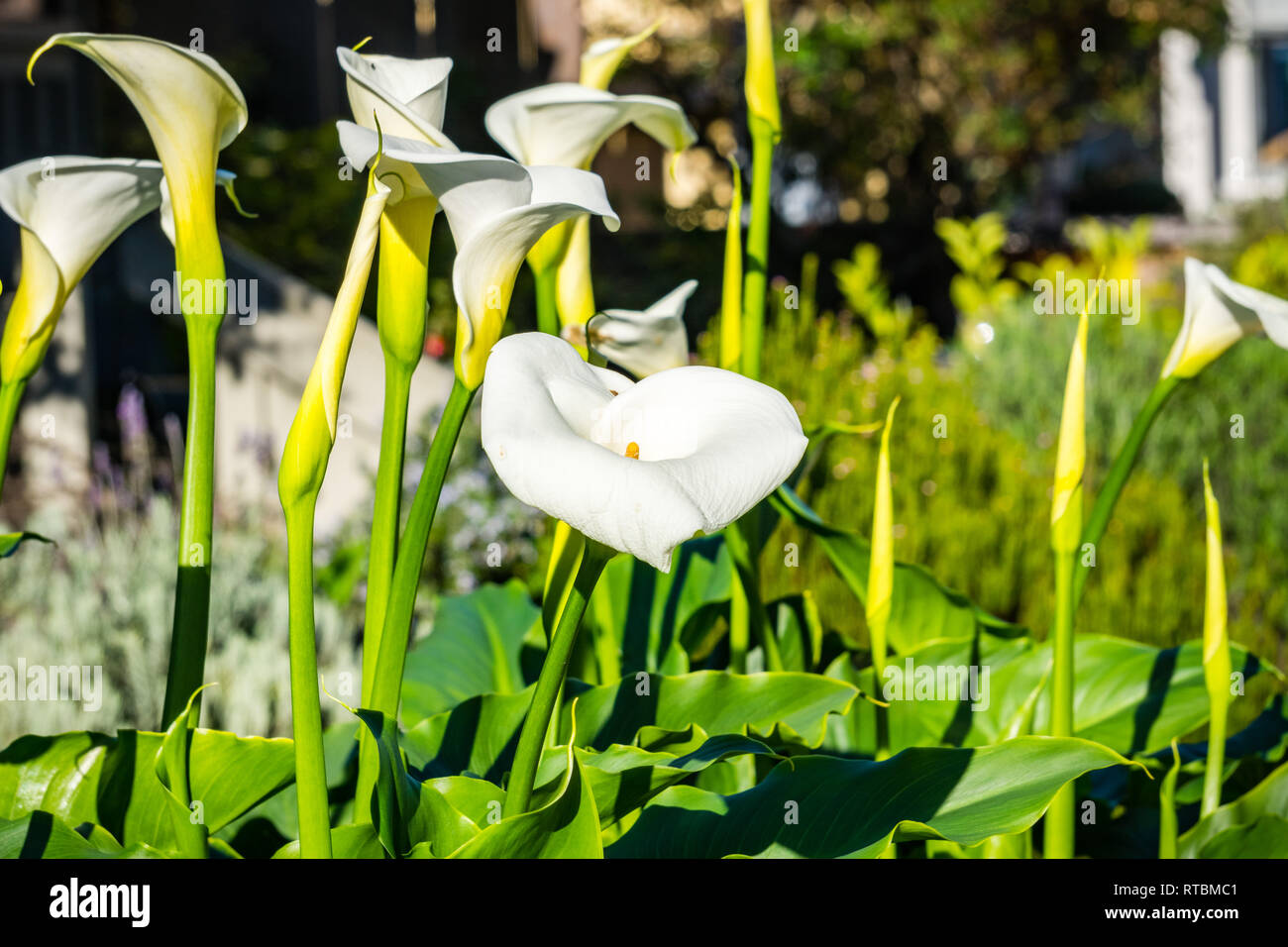Flowering Calla lilies, California Stock Photo - Alamy