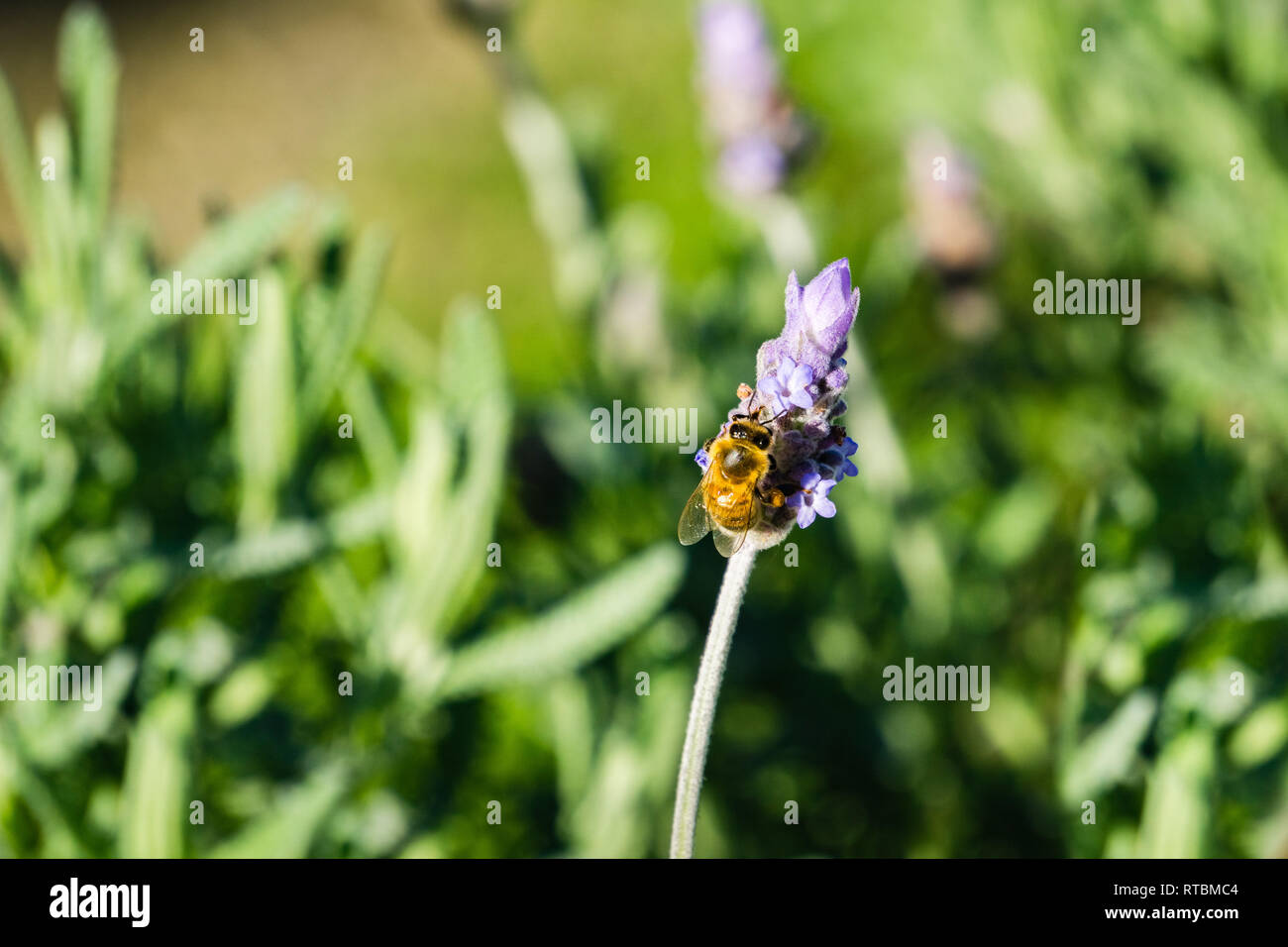 Bee on a lavender hi-res stock photography and images - Alamy