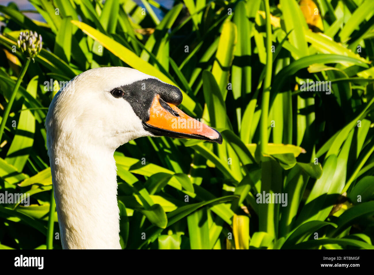 Swan head detail hi-res stock photography and images - Alamy