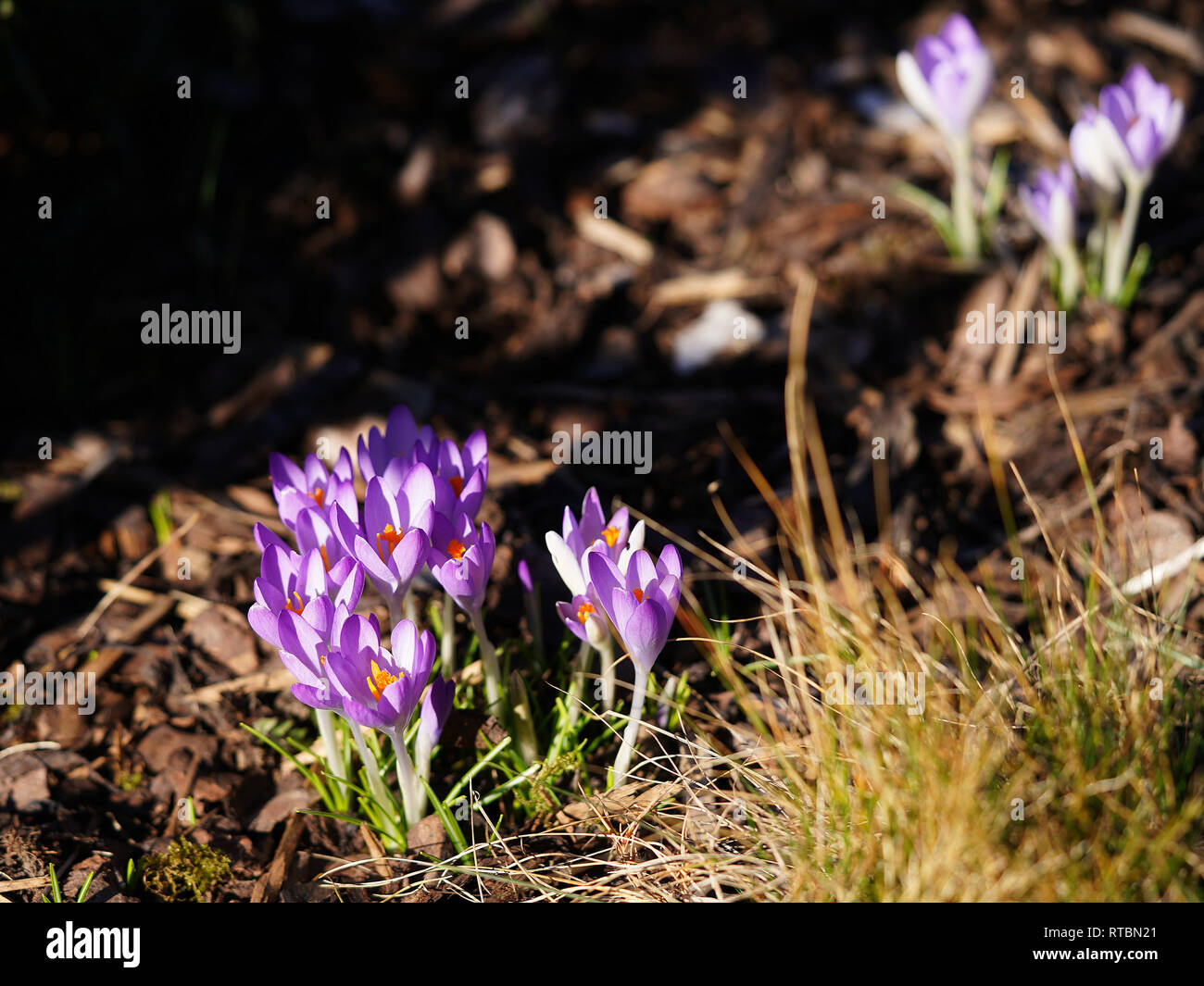 Spring in bloom hi-res stock photography and images - Alamy