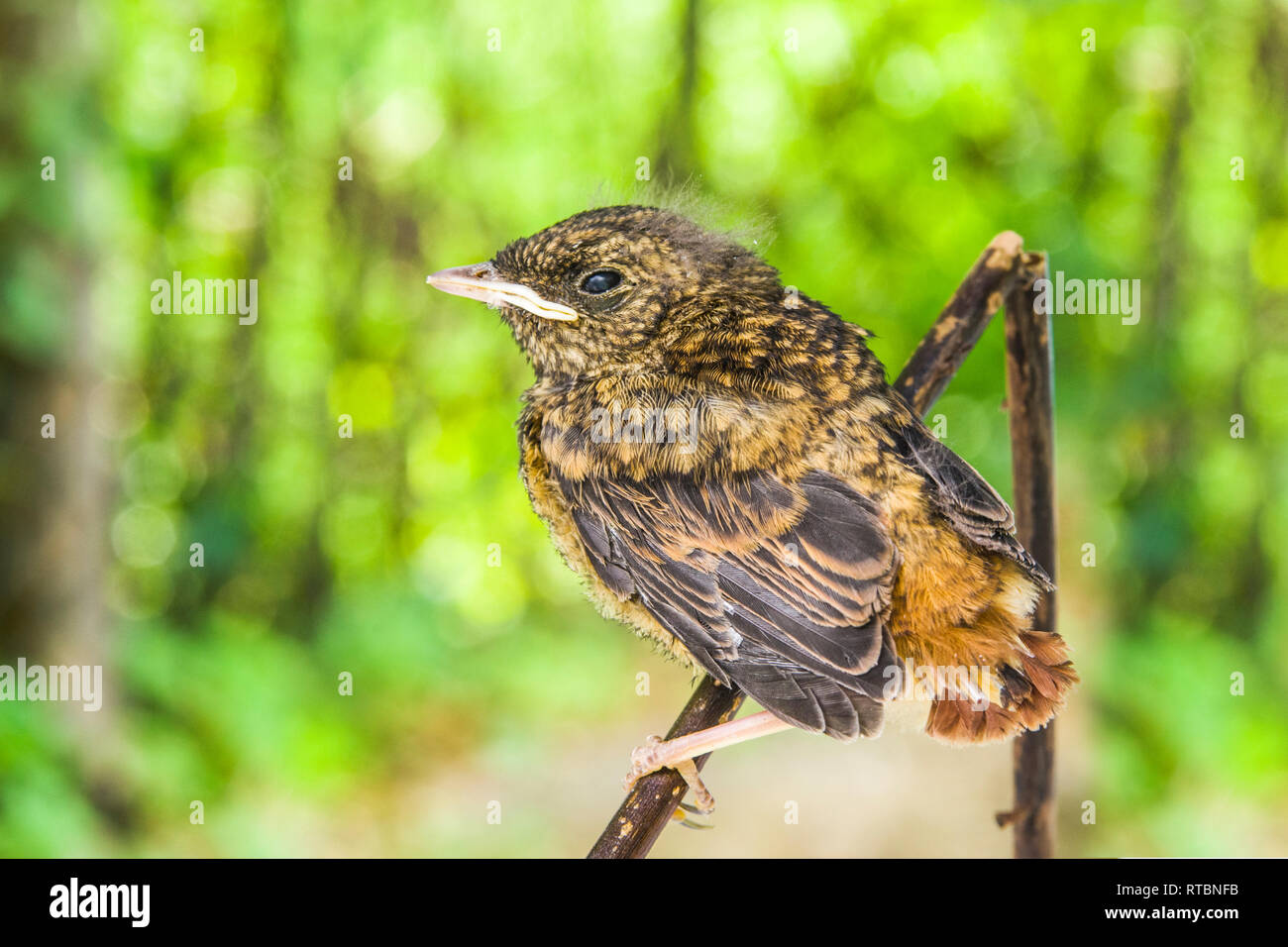 small bird of wild forest on the branch protected by green trees Stock ...