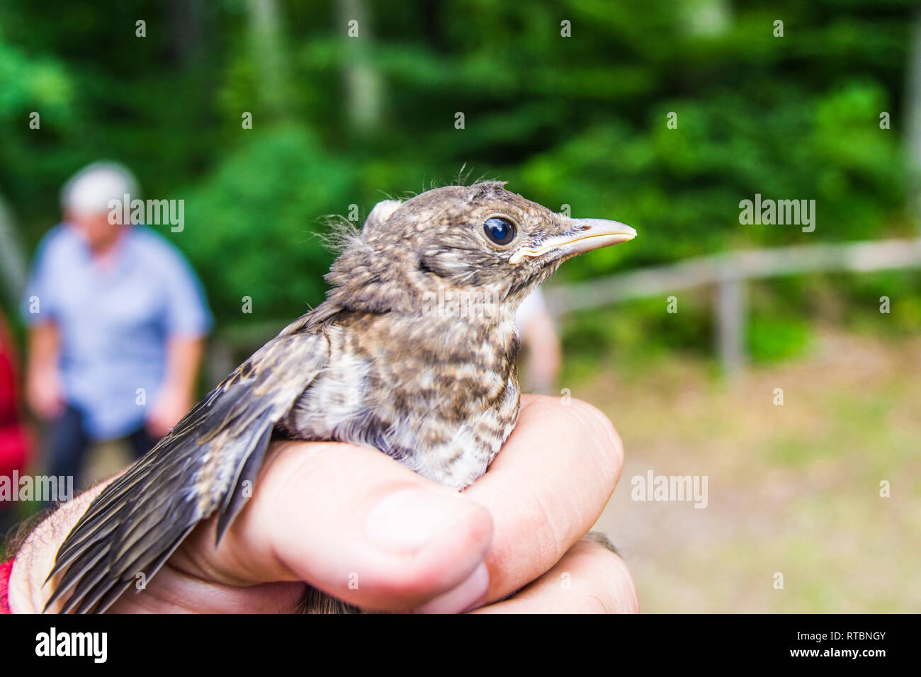 Nature's friend takes care of wounded little bird Stock Photo - Alamy