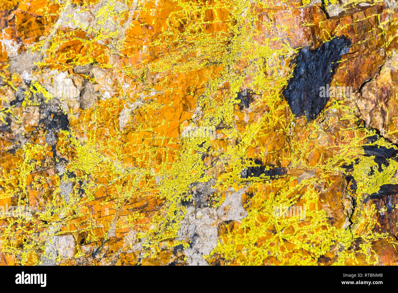 Rock covered in vivid orange moss, California Stock Photo - Alamy