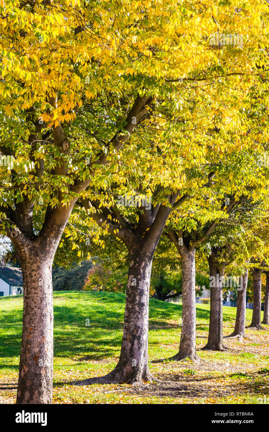 Row of trees with autumn colored leaves, California Stock Photo - Alamy