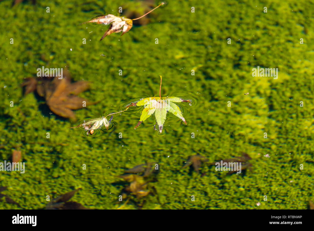 Floating colorful leaves hi-res stock photography and images - Alamy