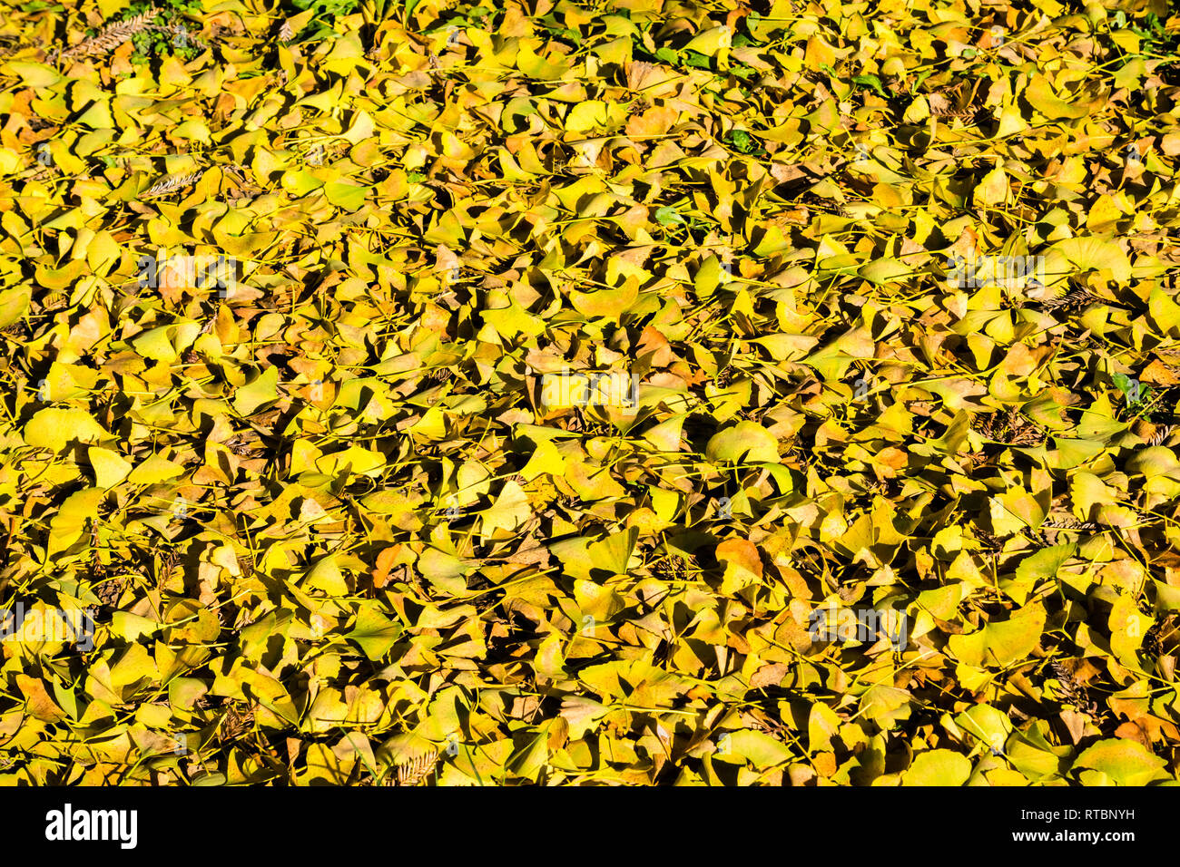 Fall ginkgo tree golden yellow leaves fallen on the ground, California ...