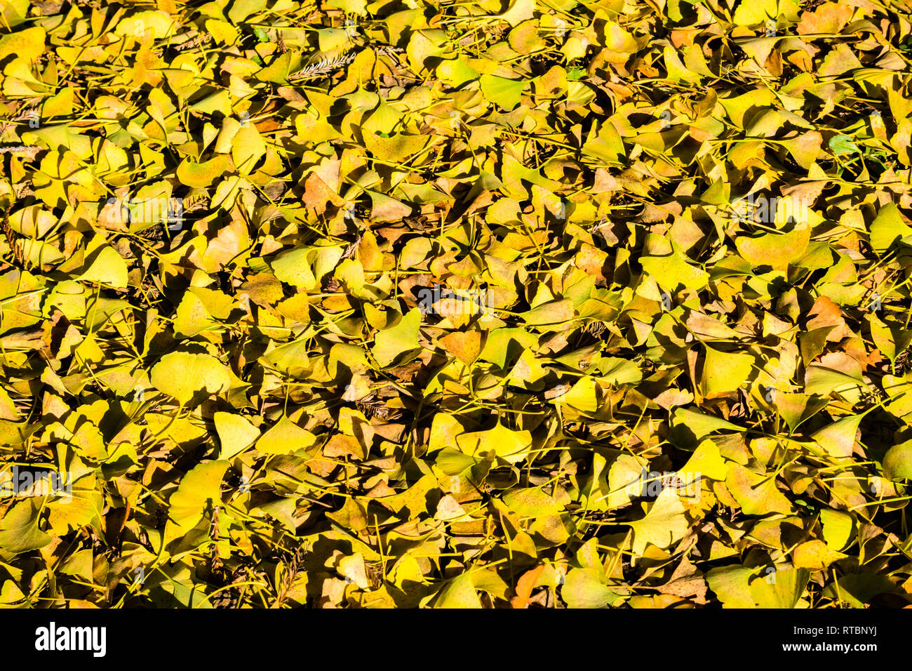 Fall ginkgo tree golden yellow leaves fallen on the ground, California ...