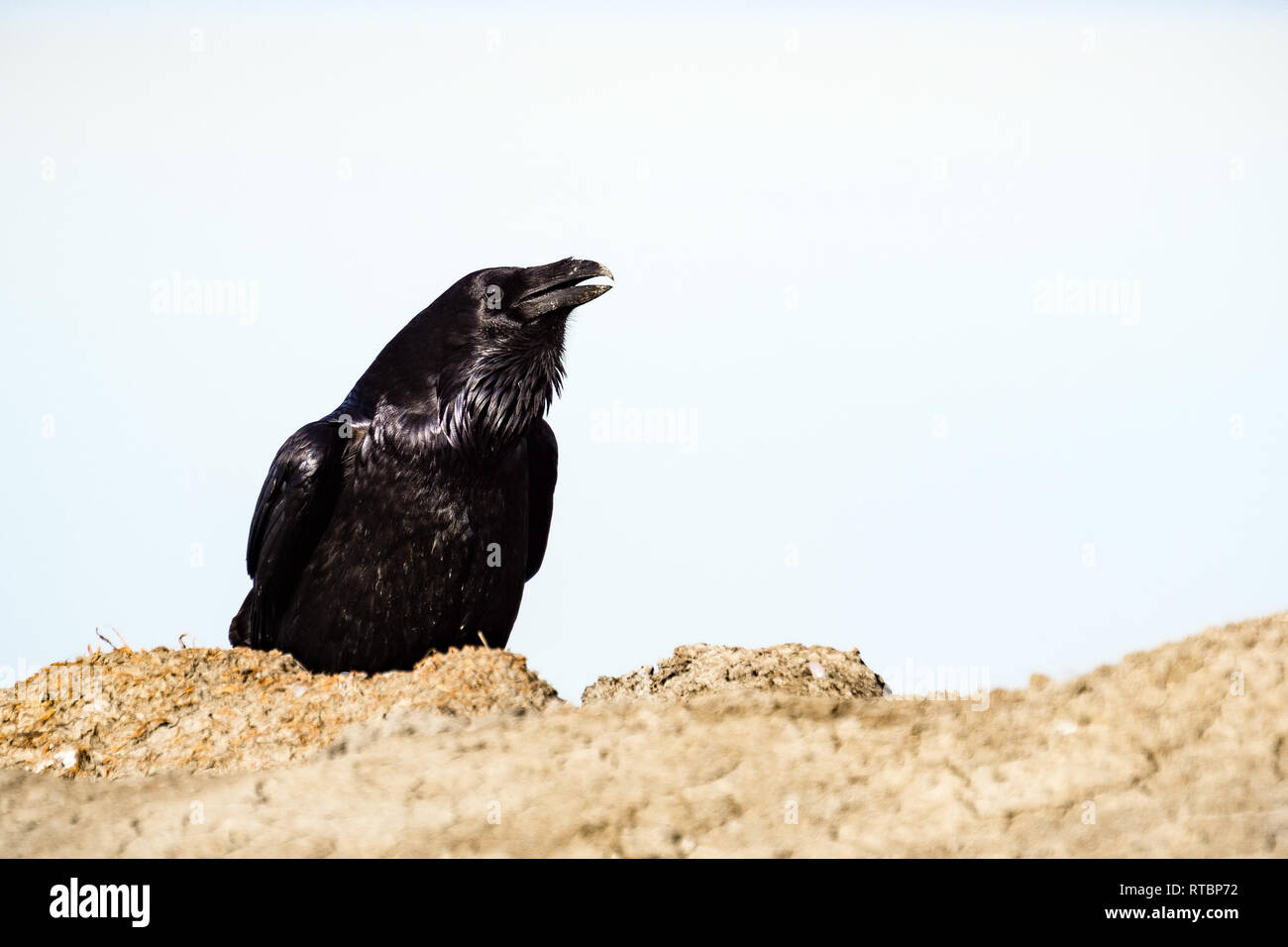 Raven communication hi-res stock photography and images - Alamy