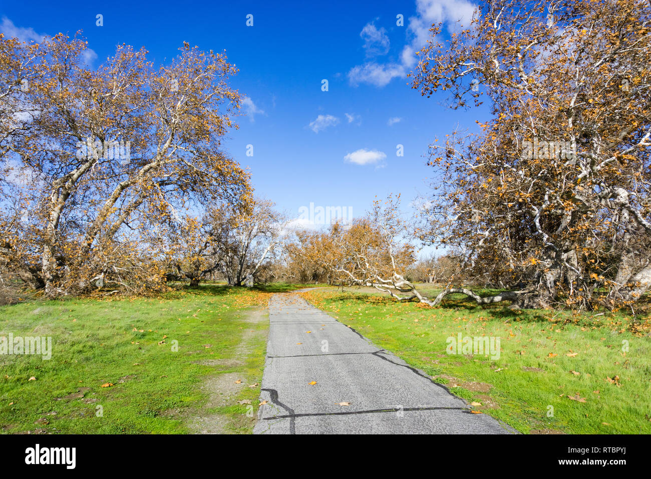 Paved trail through a western sycamore (Platanus Racemosa) trees grove ...