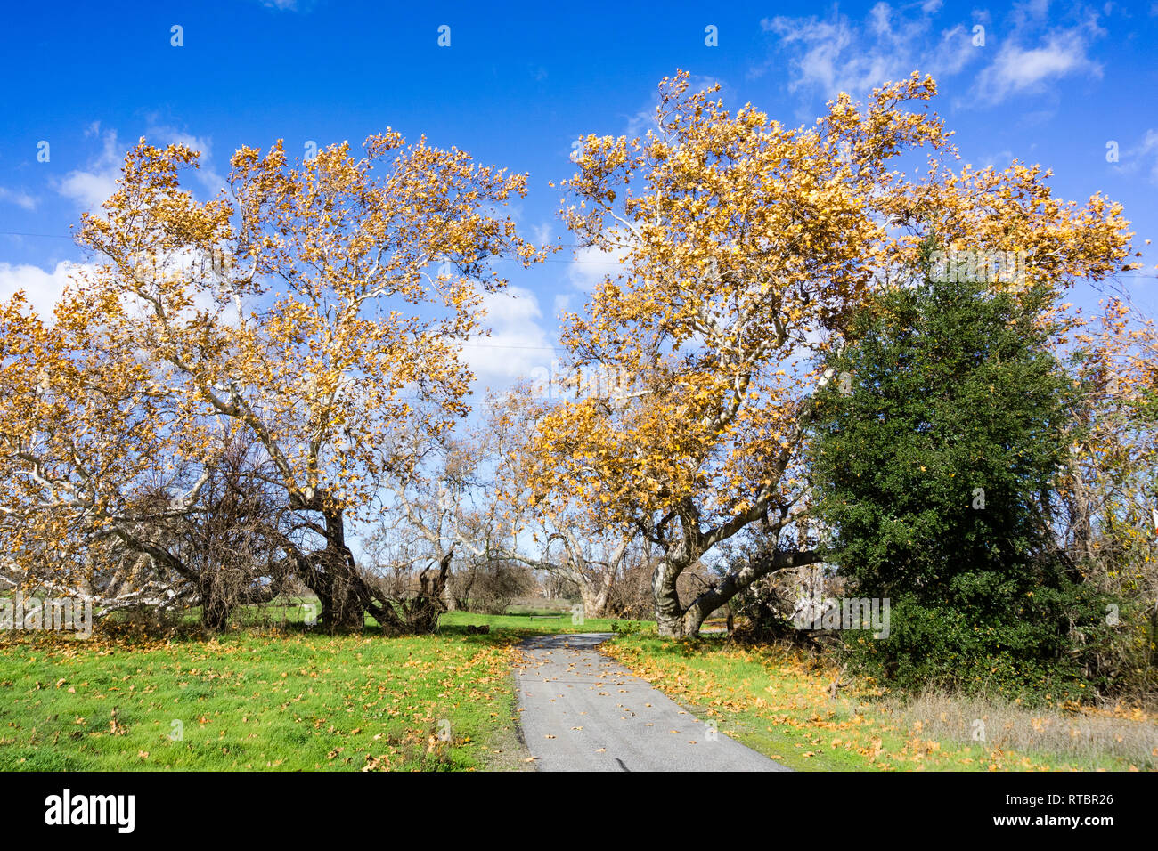 Paved trail through a western sycamore (Platanus Racemosa) trees grove ...