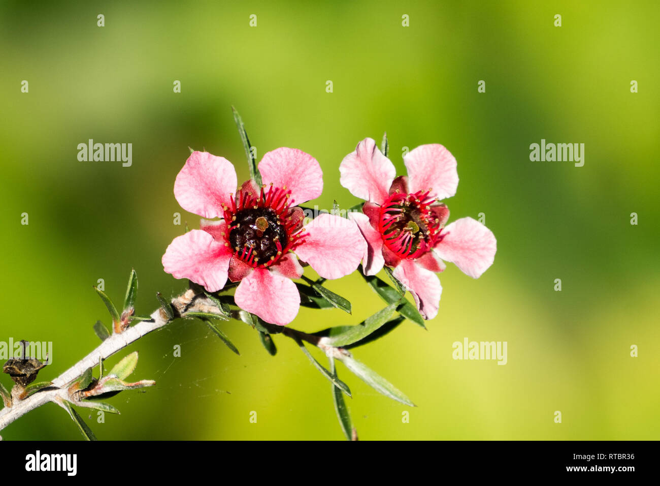 Tiny pink flowers, California Stock Photo - Alamy
