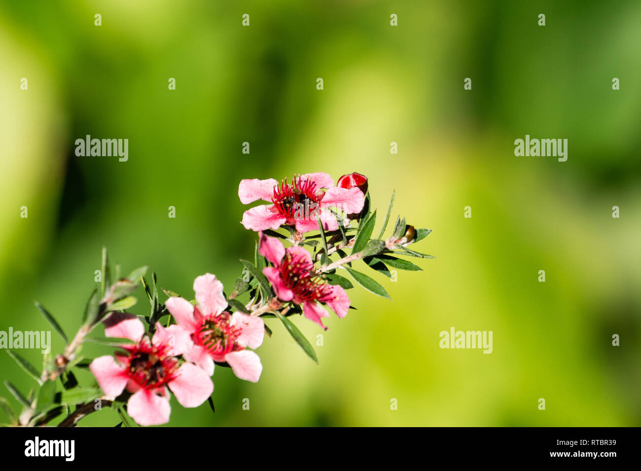 Tiny pink flowers, California Stock Photo - Alamy