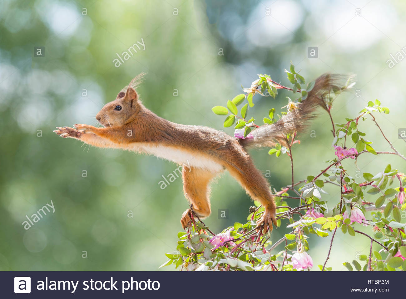 Squirrel Jumping Stock Photos & Squirrel Jumping Stock Images - Alamy