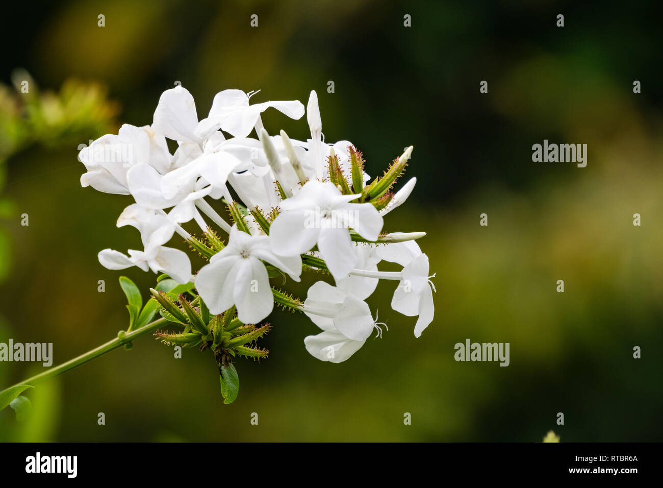 California jasmine hi-res stock photography and images - Alamy