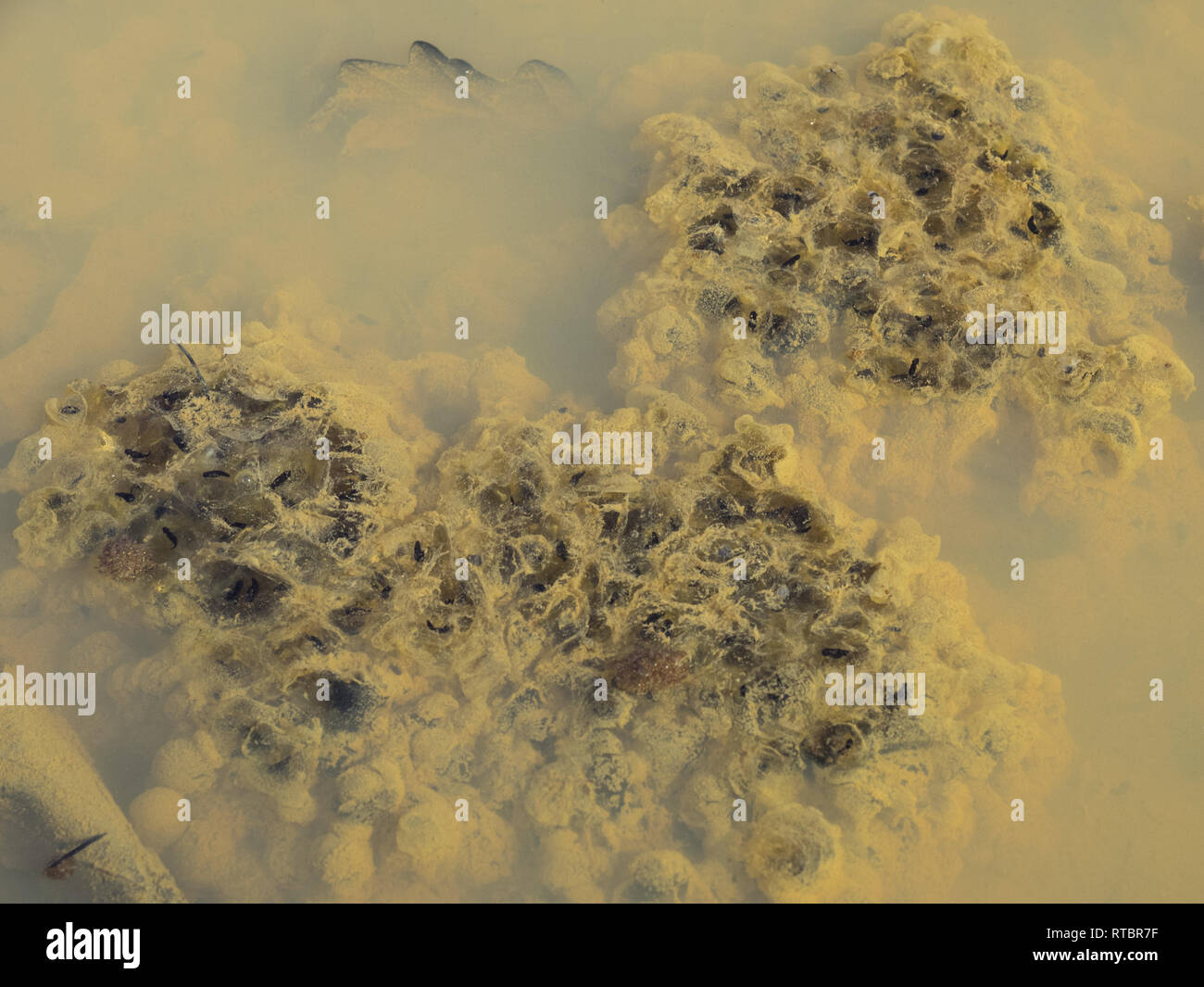 Frog in puddle hi-res stock photography and images - Alamy