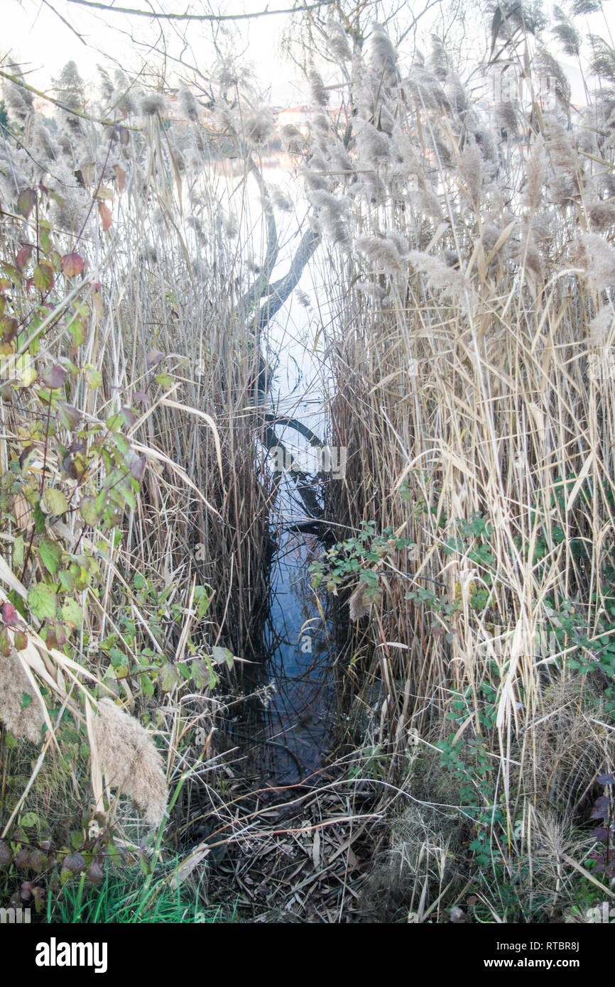 small river or canal in the middle of the plants and shrubs flows into ...