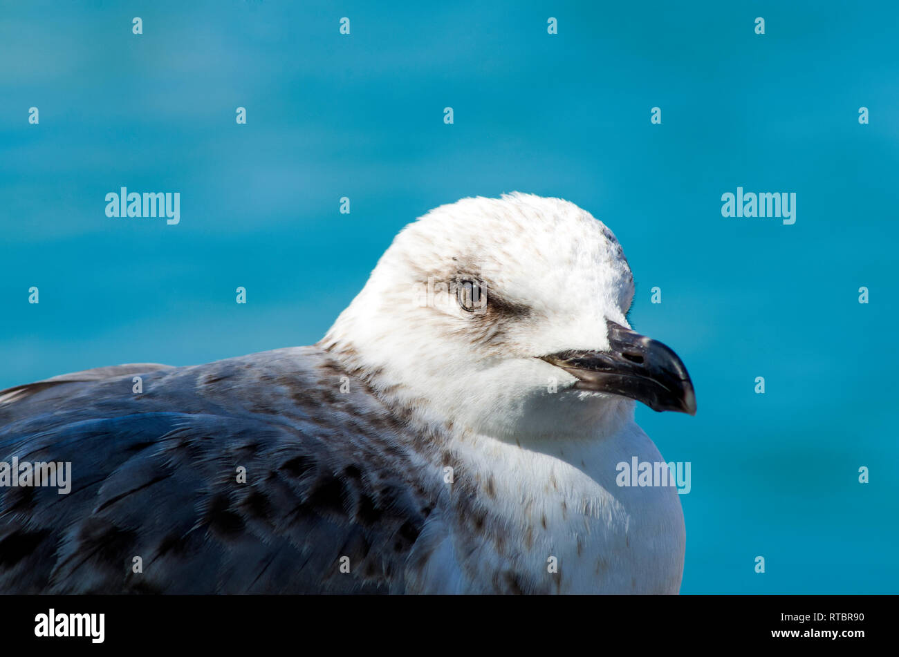 bird of the sea: gray and blue seagull facing the sea Stock Photo - Alamy
