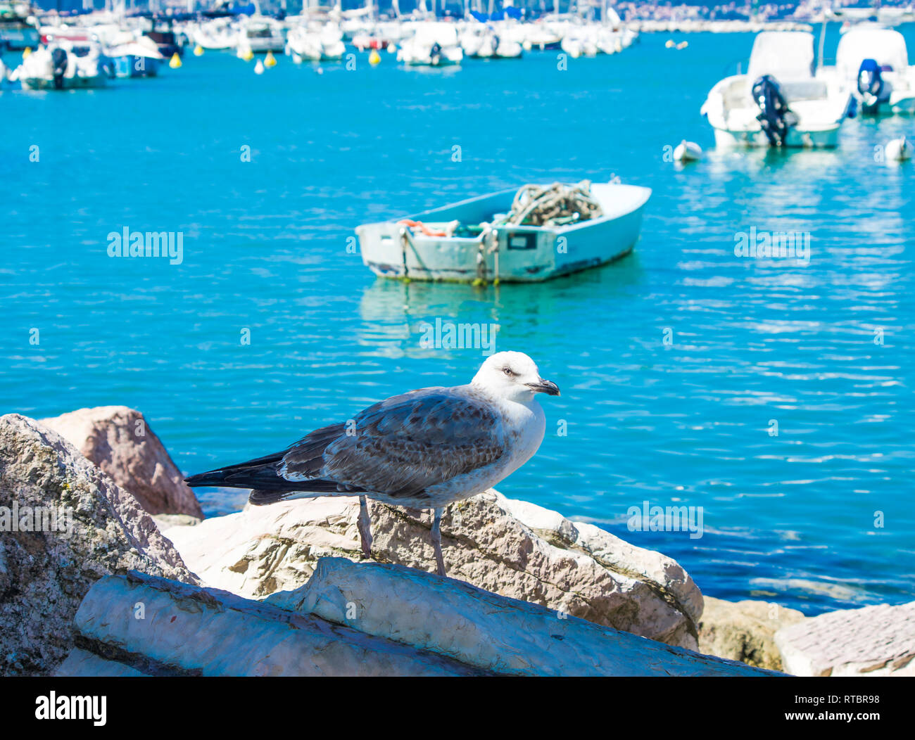 bird of the sea: gray and blue seagull facing the sea Stock Photo - Alamy