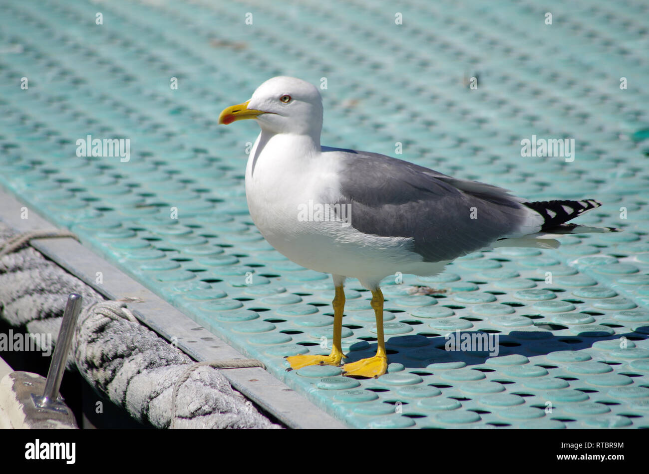 gray and blue seagull on the pier of the pier light blue color Stock ...