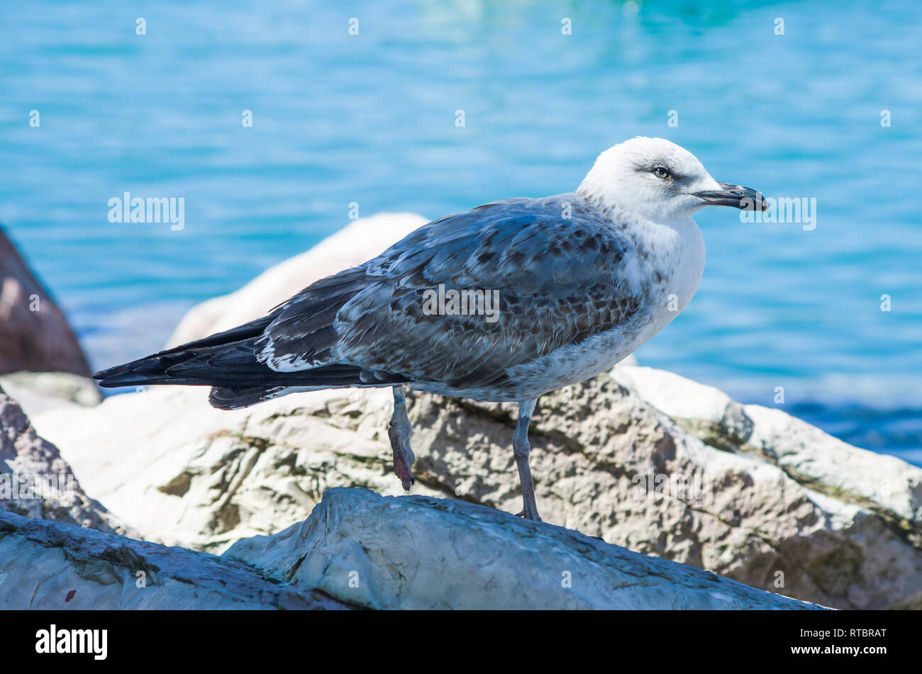 bird of the sea: gray and blue seagull facing the sea Stock Photo - Alamy