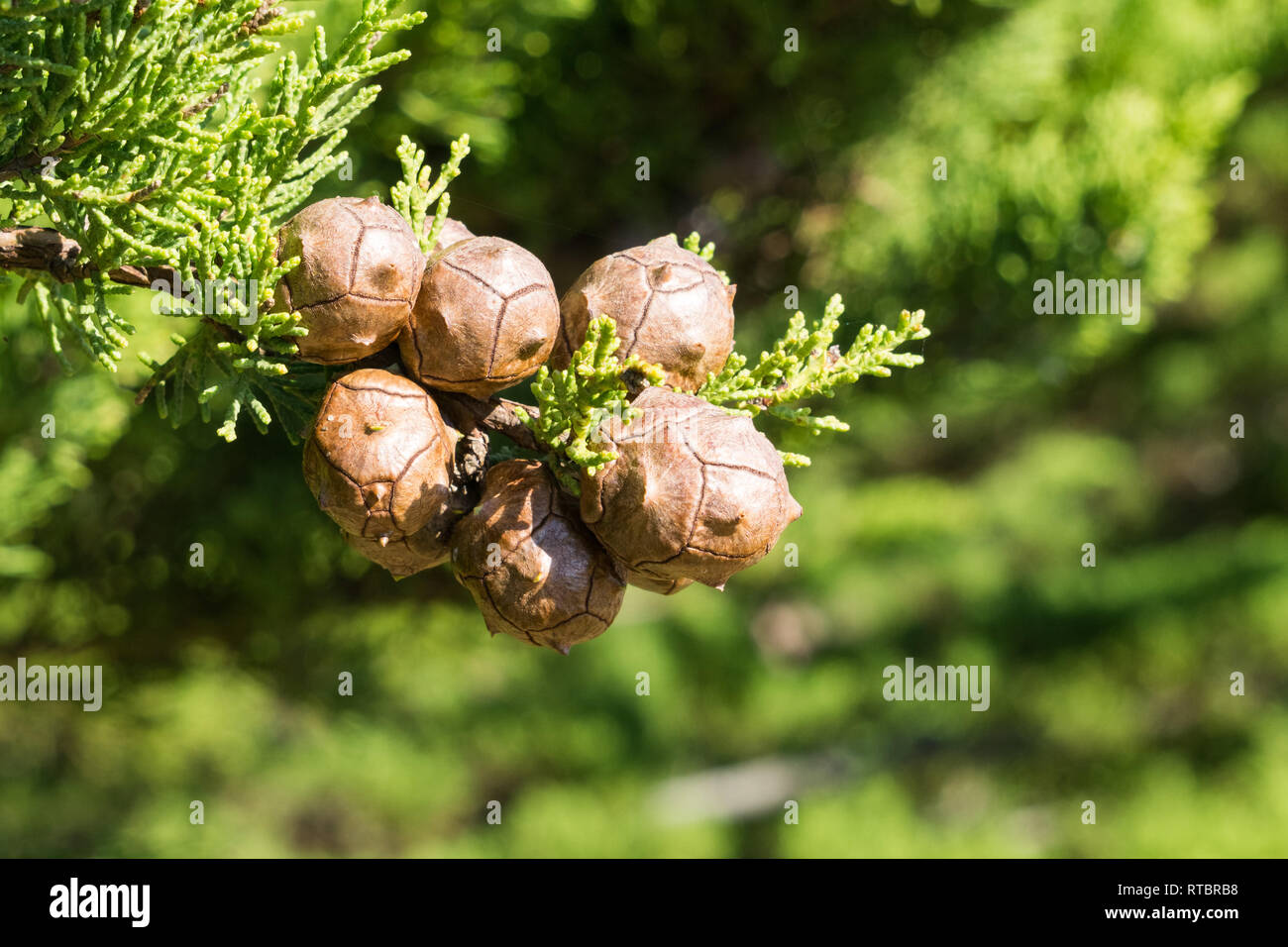 Close up of Monterey Cypress trees (Cupressus macrocarpa) cones ...