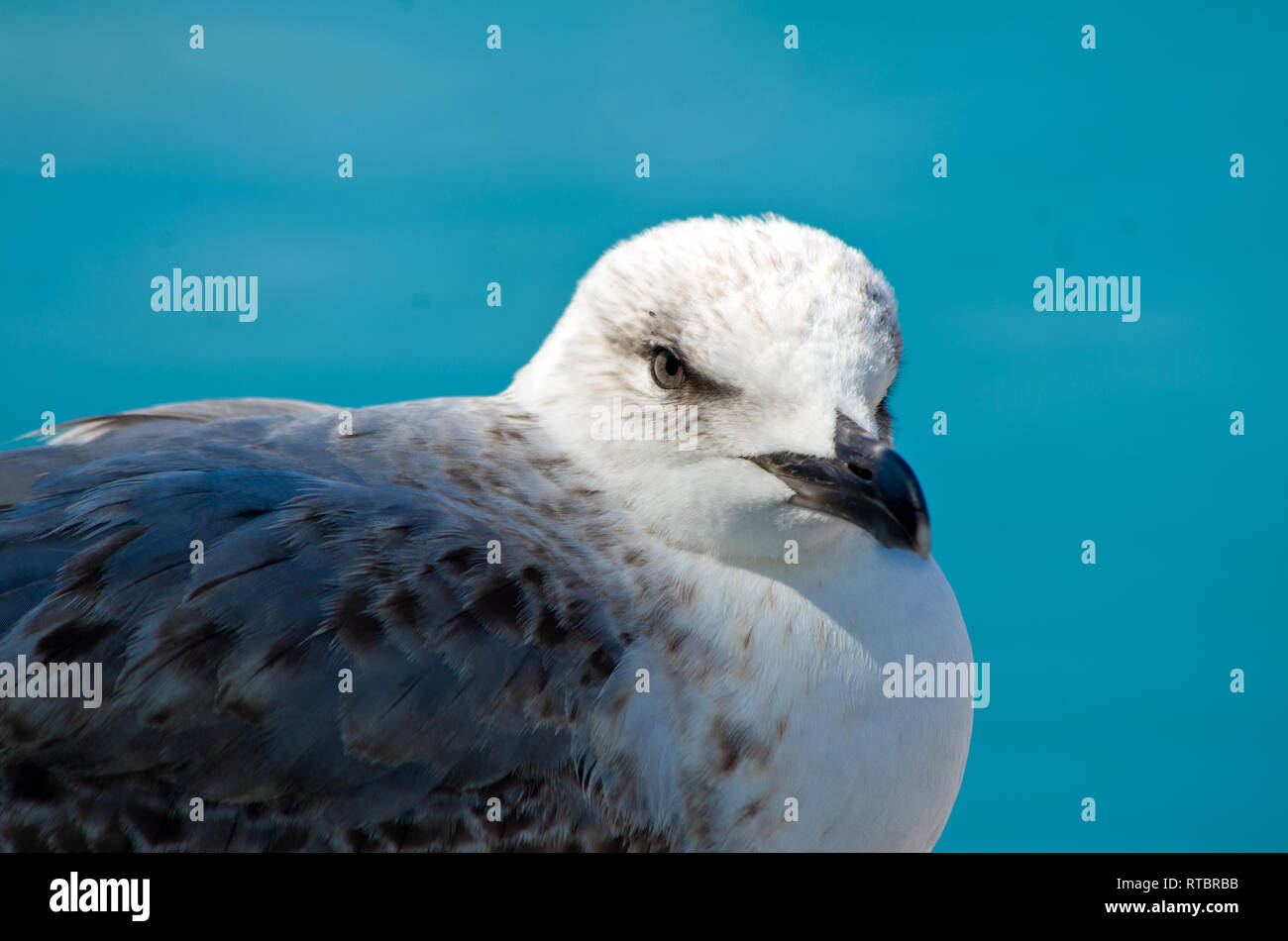 bird of the sea: gray and blue seagull facing the sea Stock Photo - Alamy