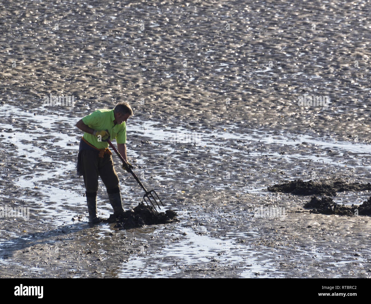 Fisherman digging up rag worm for bait, on the River Camel Estuary ...
