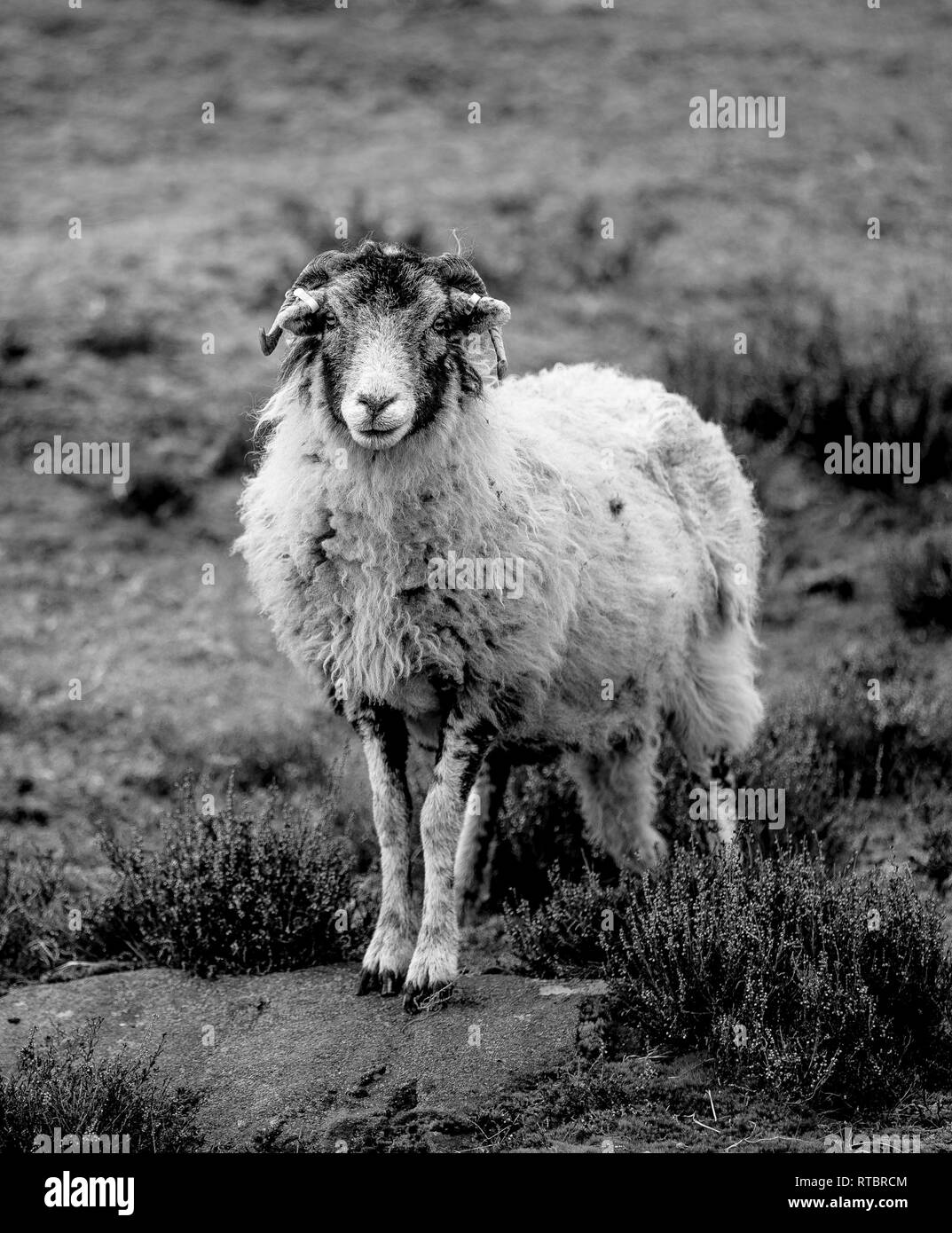 Sheep outside hi-res stock photography and images - Alamy