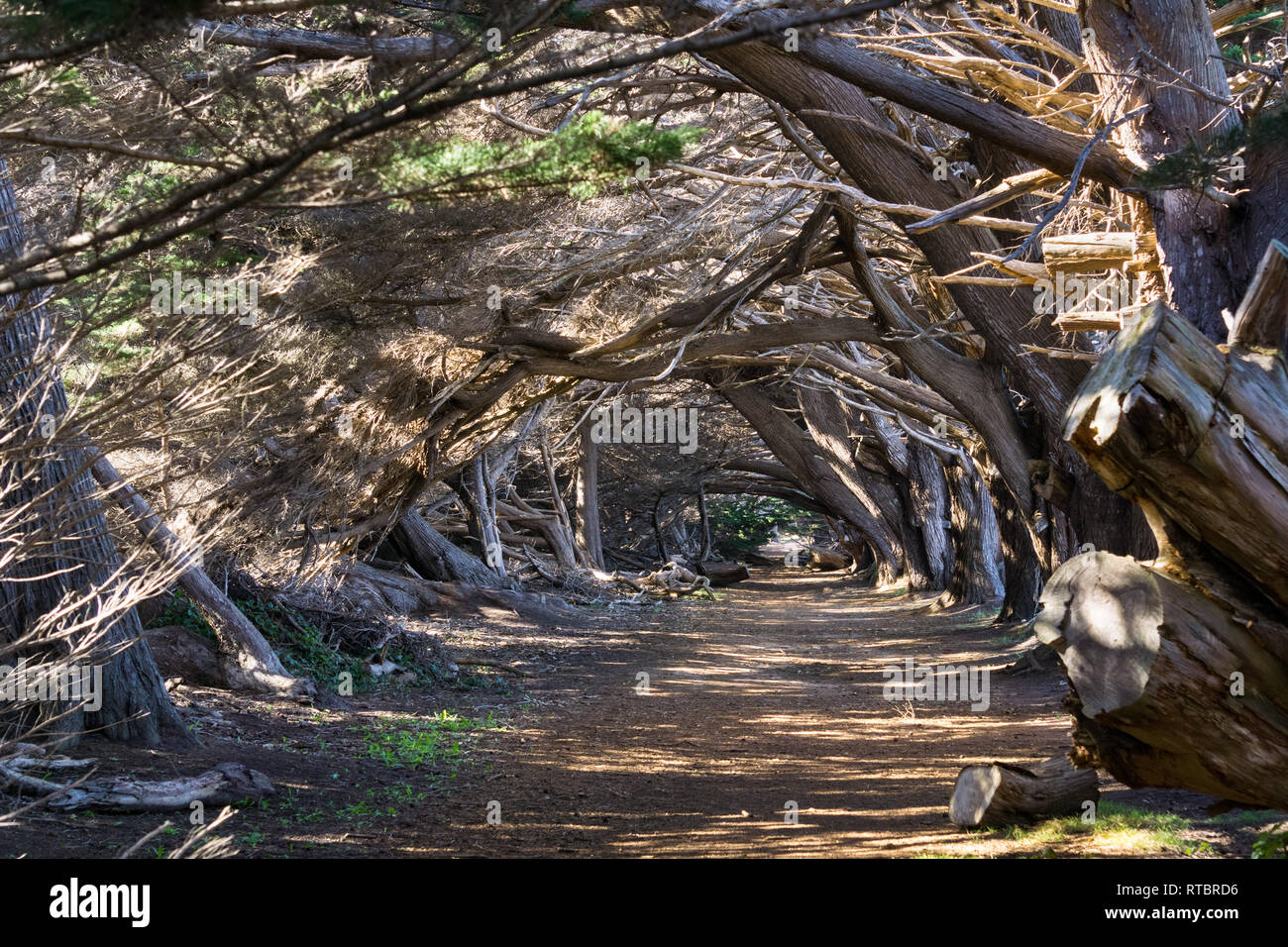 Trail through Monterey Cypress trees (Cupressus macrocarpa), California ...