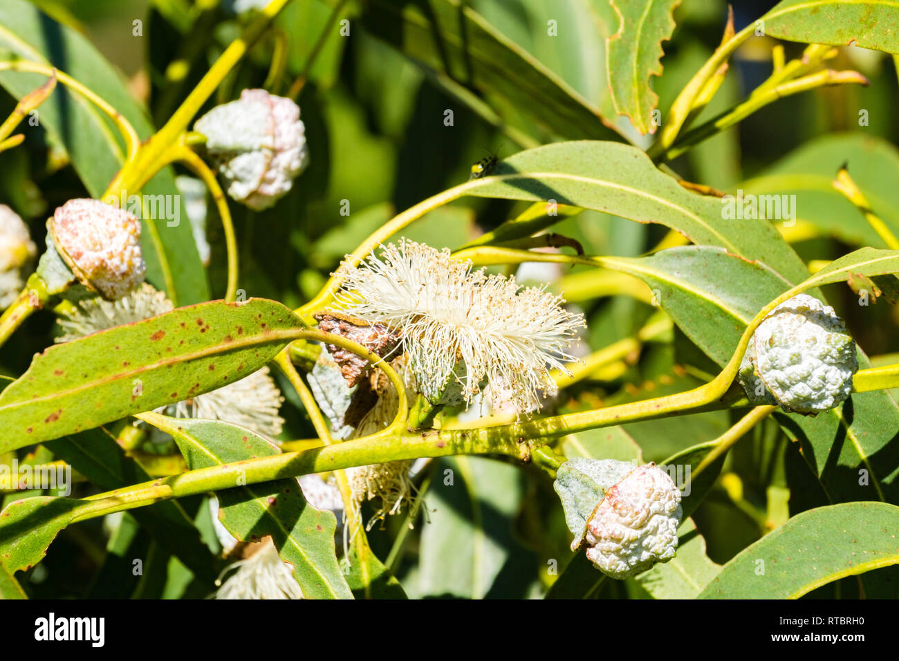 Soap bush hi-res stock photography and images - Alamy