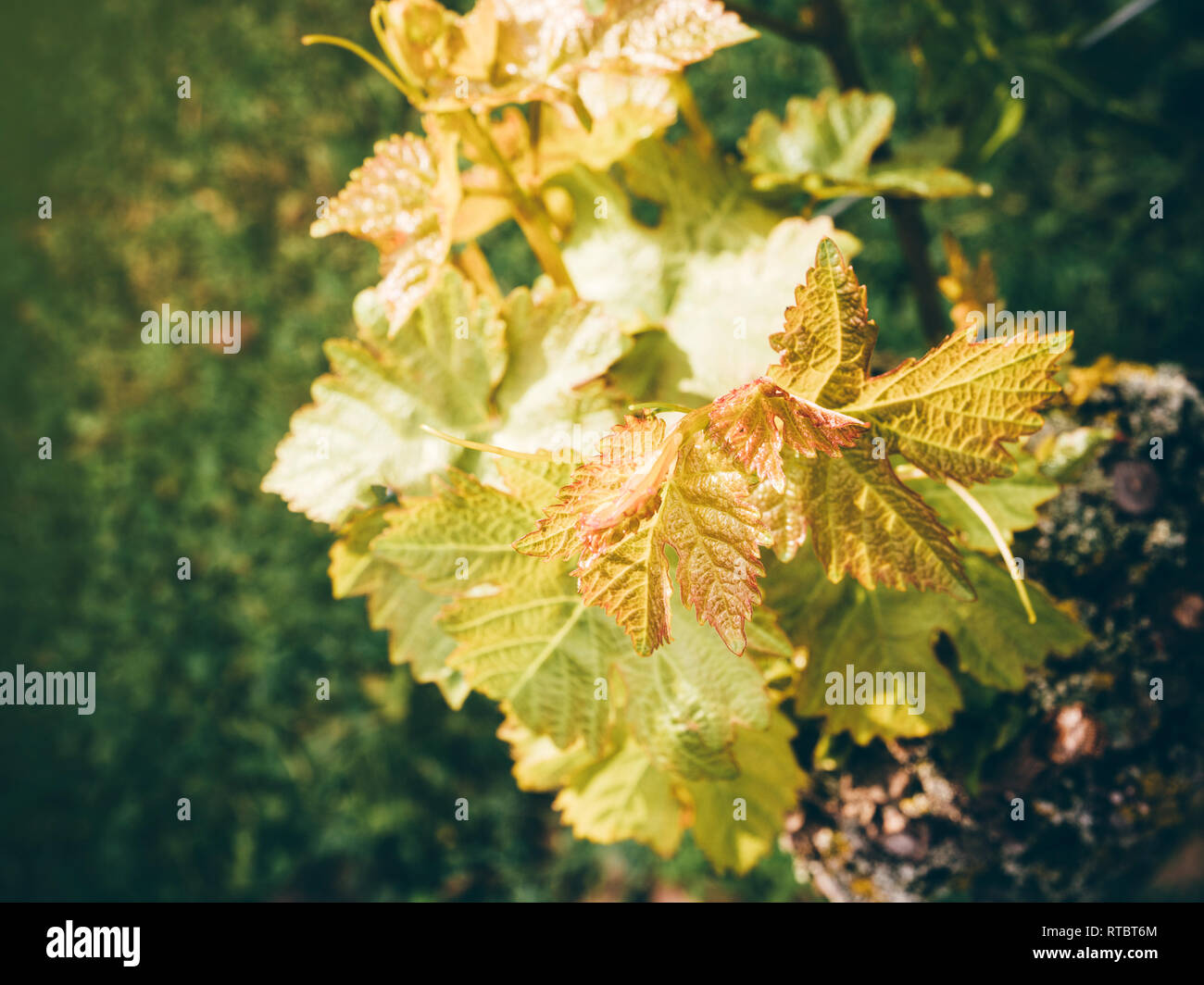 View from above of healthy vine plant in organic bio garden Stock Photo ...