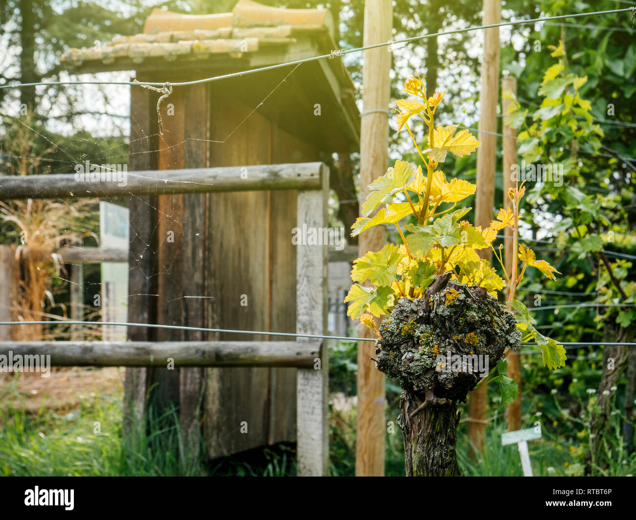 Garden architecture healthy vine plant in organic bio garden with ...