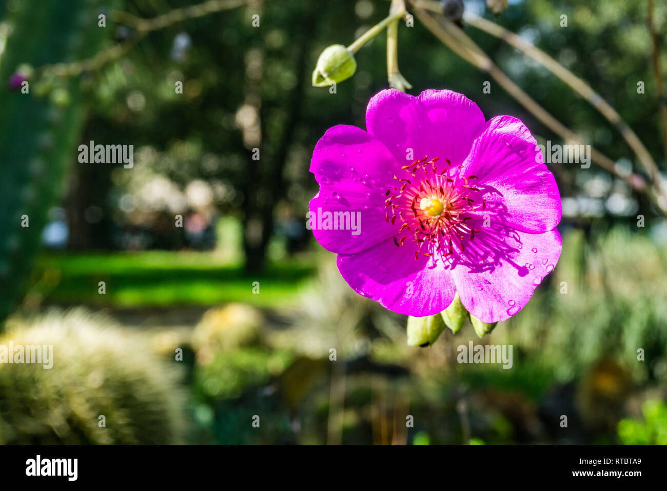 Hot pink flower of Rock purslane Calandrinia spectabilis flower after a ...