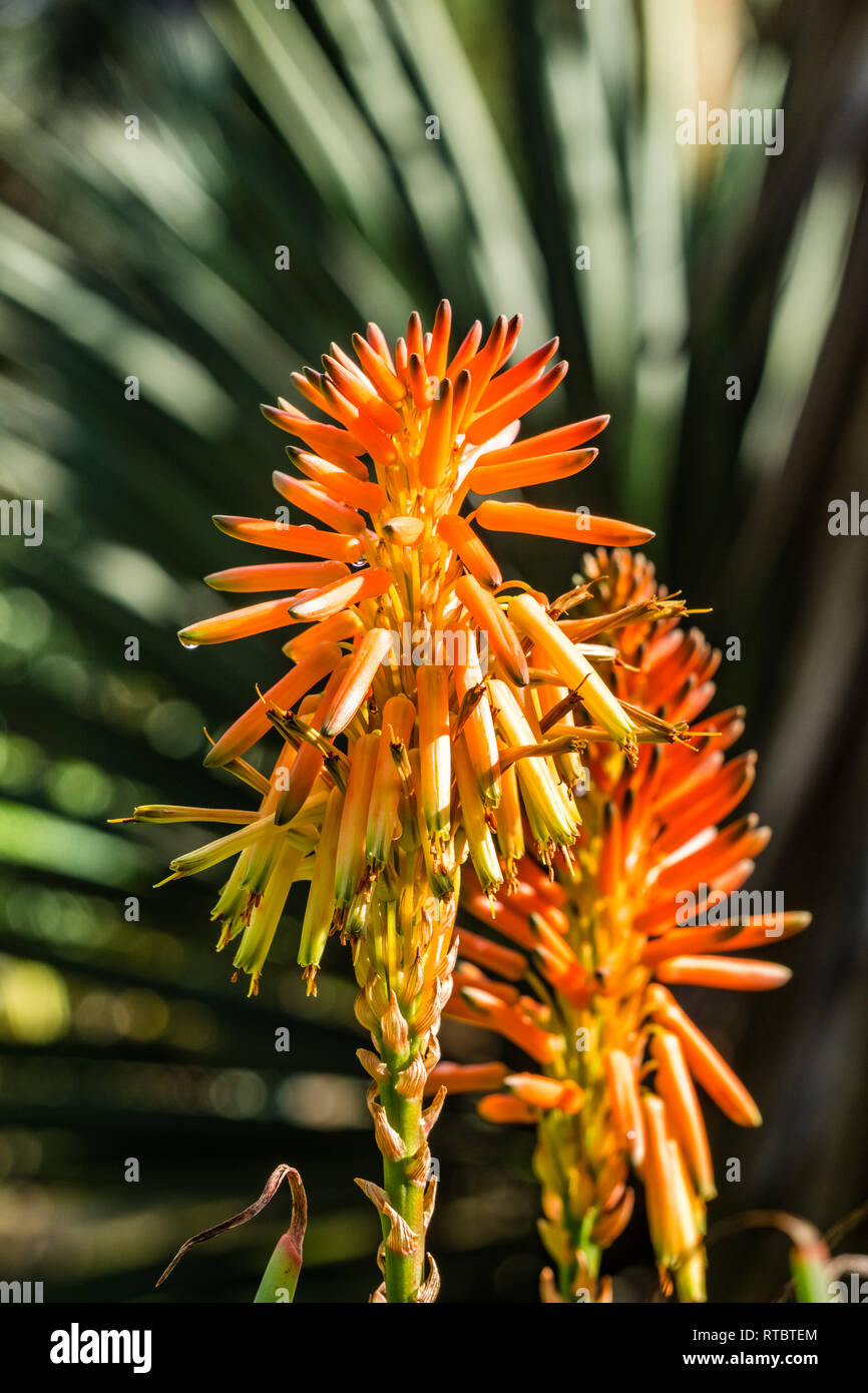 Aloe vera vibrant orange flower hi-res stock photography and images - Alamy