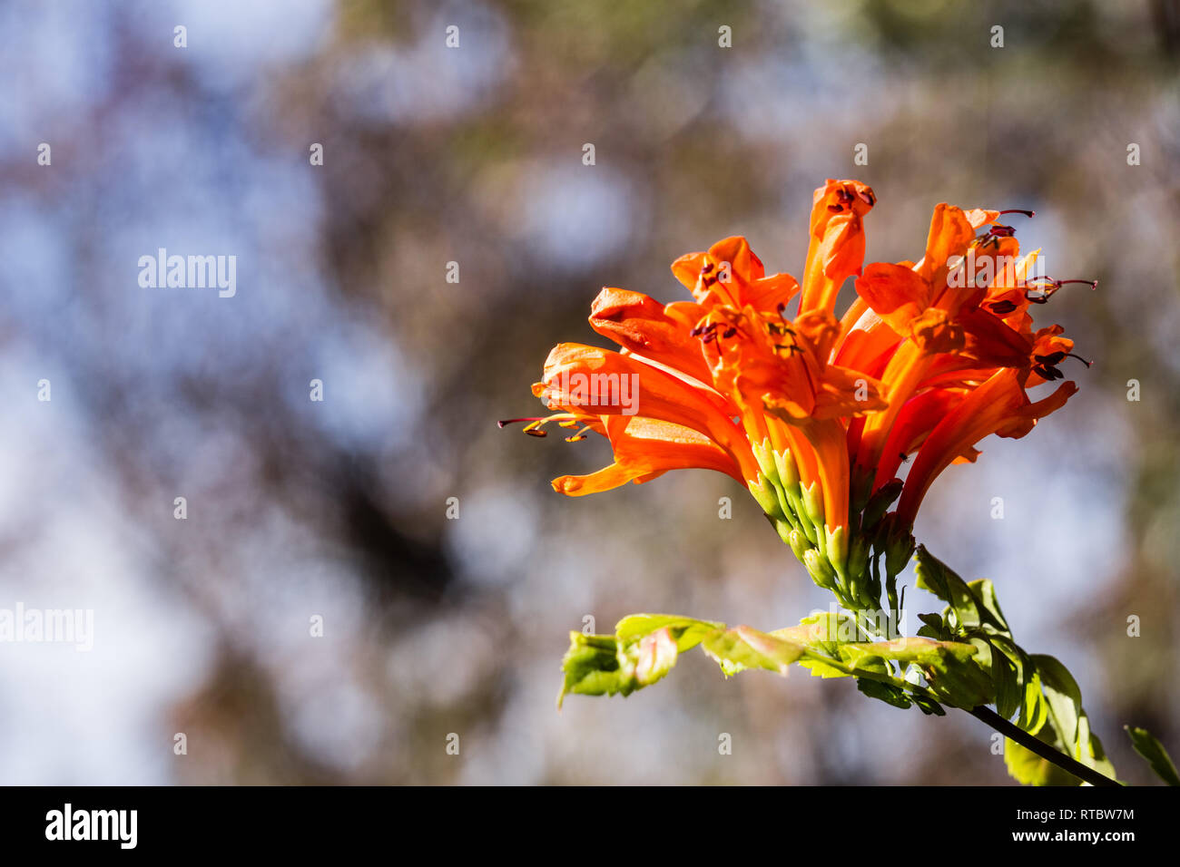 Cape honeysuckle flowers (Tecoma capensis), California Stock Photo - Alamy