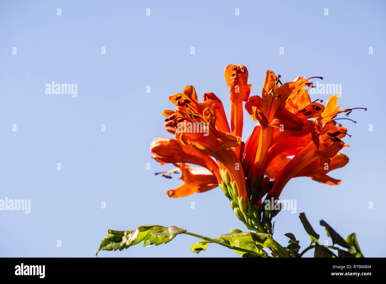 Cape honeysuckle flowers (Tecoma capensis), California Stock Photo - Alamy