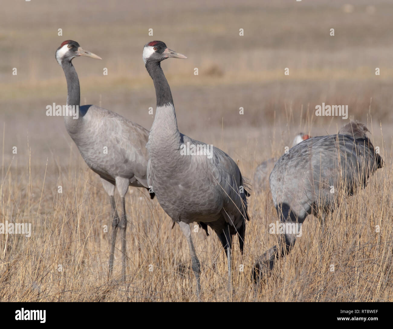 Male female common cranes hi-res stock photography and images - Alamy