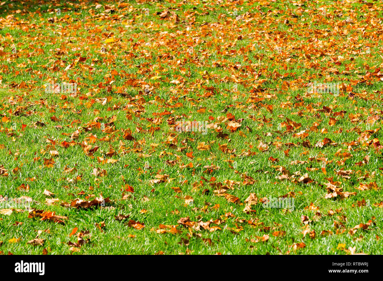 Colorful fallen leaves hi-res stock photography and images - Alamy