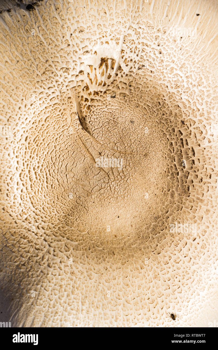 Mushrooms texture hi-res stock photography and images - Alamy