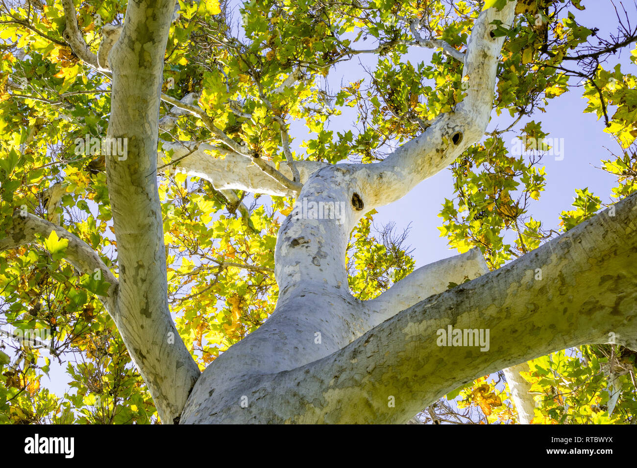 Western Sycamore tree (Platanus racemosa) seen from below, California ...