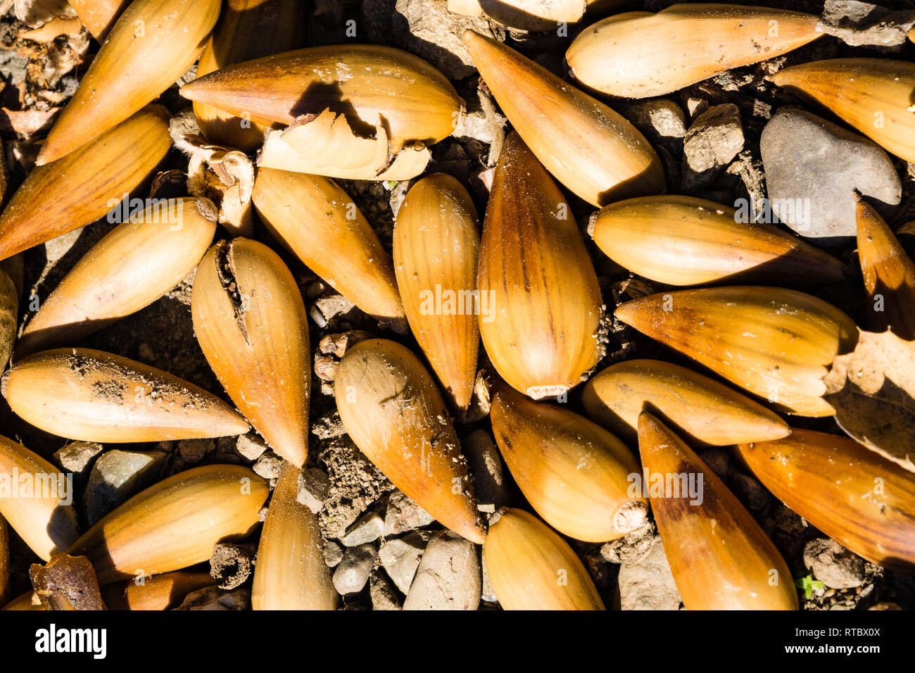 Fallen acorns, California Stock Photo - Alamy