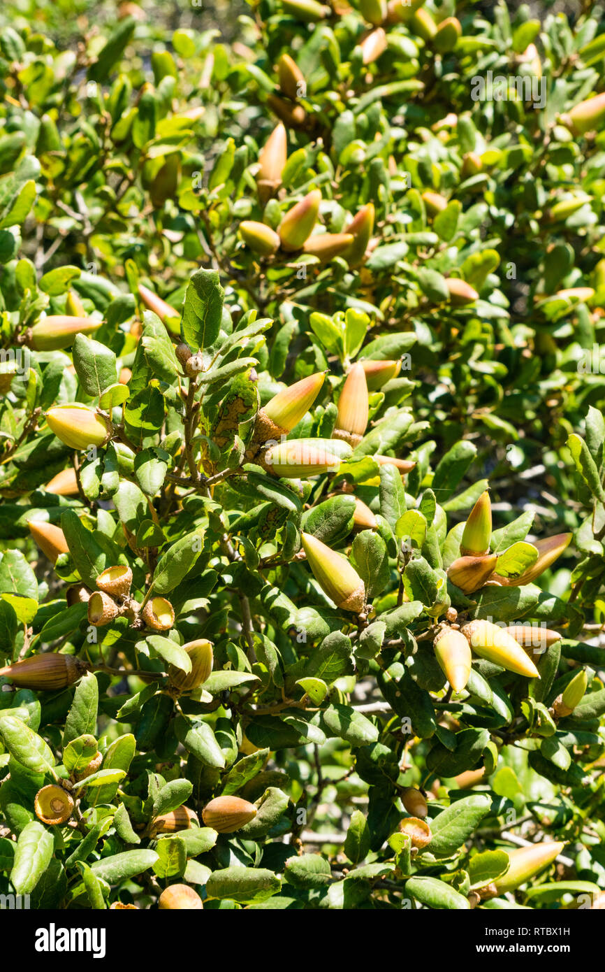 Tree acorns many hi-res stock photography and images - Alamy