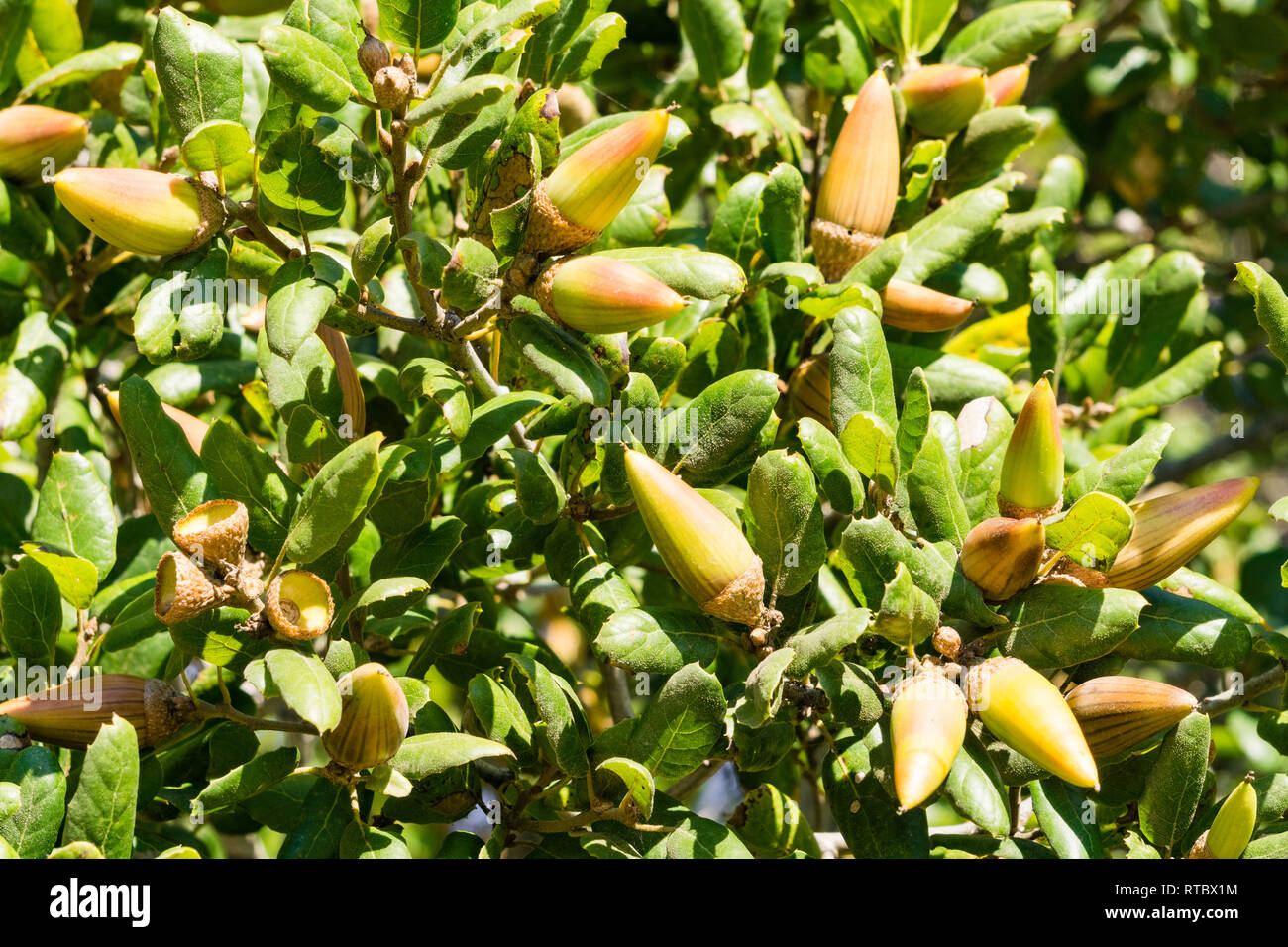 Tree acorns many hi-res stock photography and images - Alamy