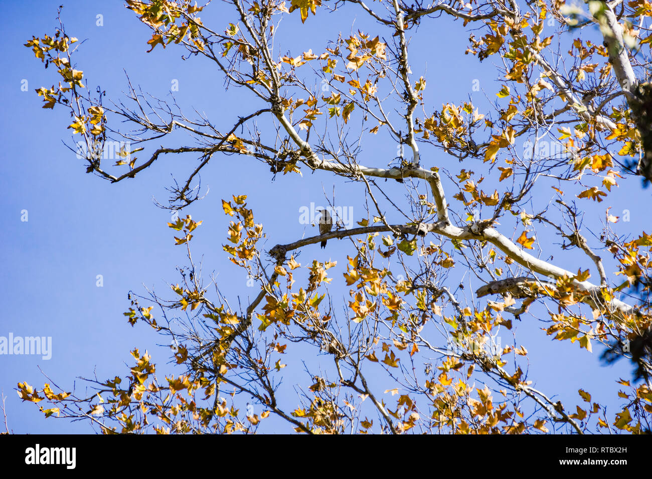 Northern flicker sitting on a western sycamore (Platanus racemosa) tree ...
