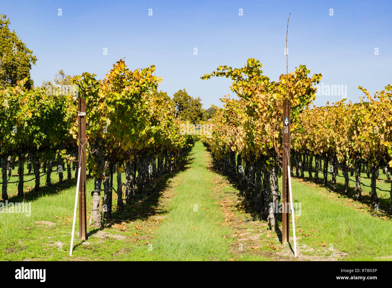 Vineyard landscaping hi-res stock photography and images - Alamy