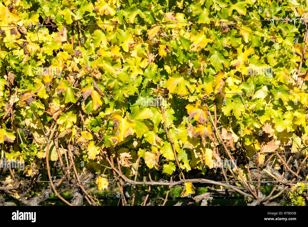 Dense foliage hi-res stock photography and images - Alamy